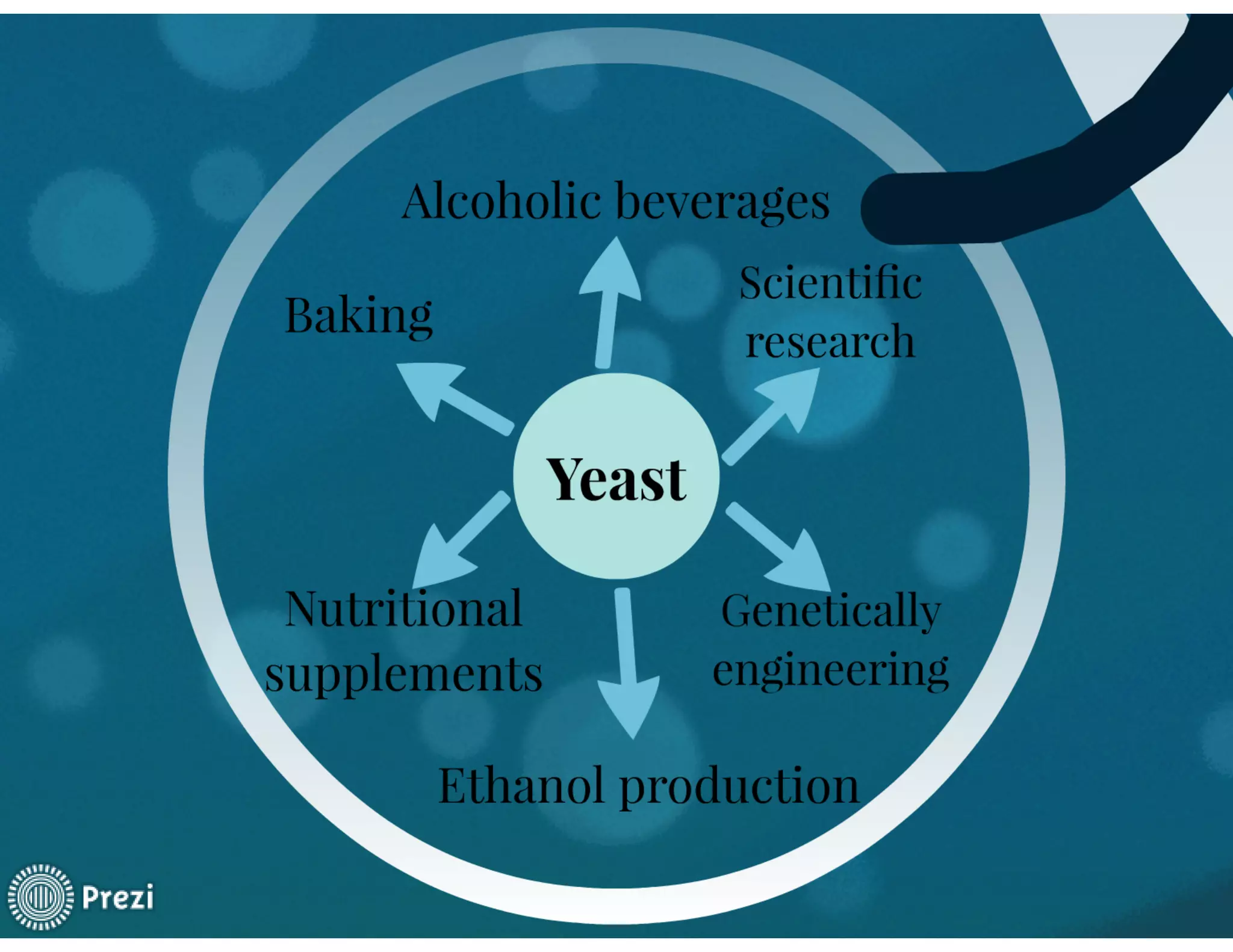 A single cell called yeast | PDF