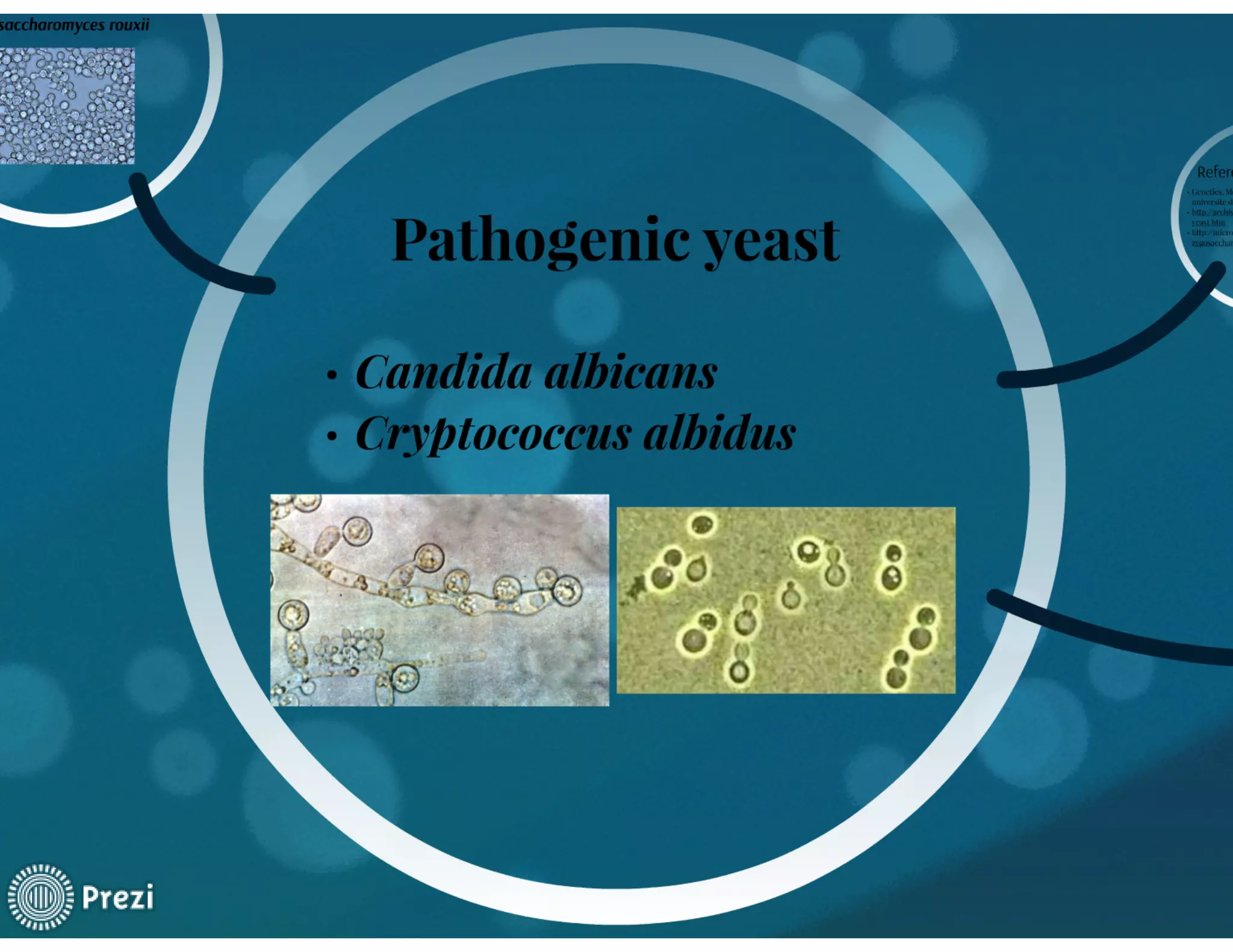 A single cell called yeast | PDF