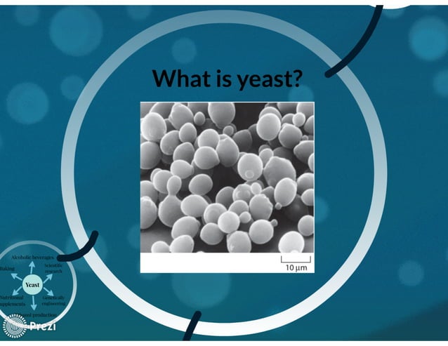 A single cell called yeast | PDF