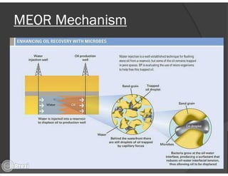 MEOR (microbial enhanced oil recovery) | PDF
