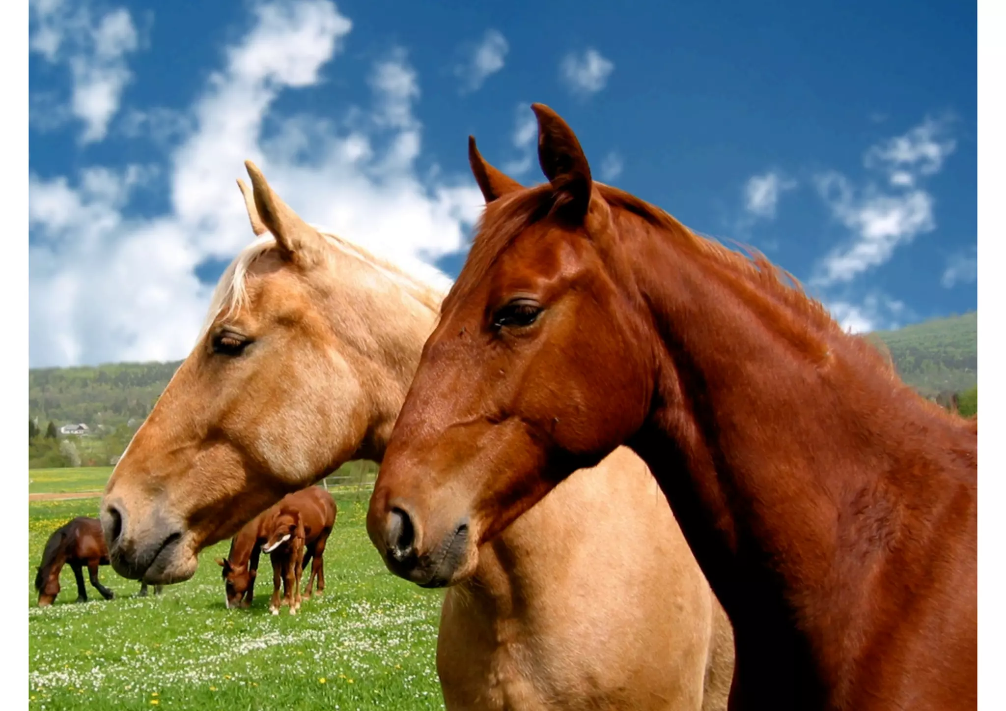 Presentation Design 2 – Images | PPT