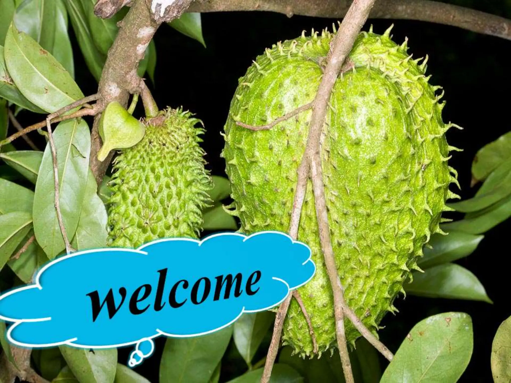 Jack fruit breeding ppt. Ranjeet maurya . | PPTX