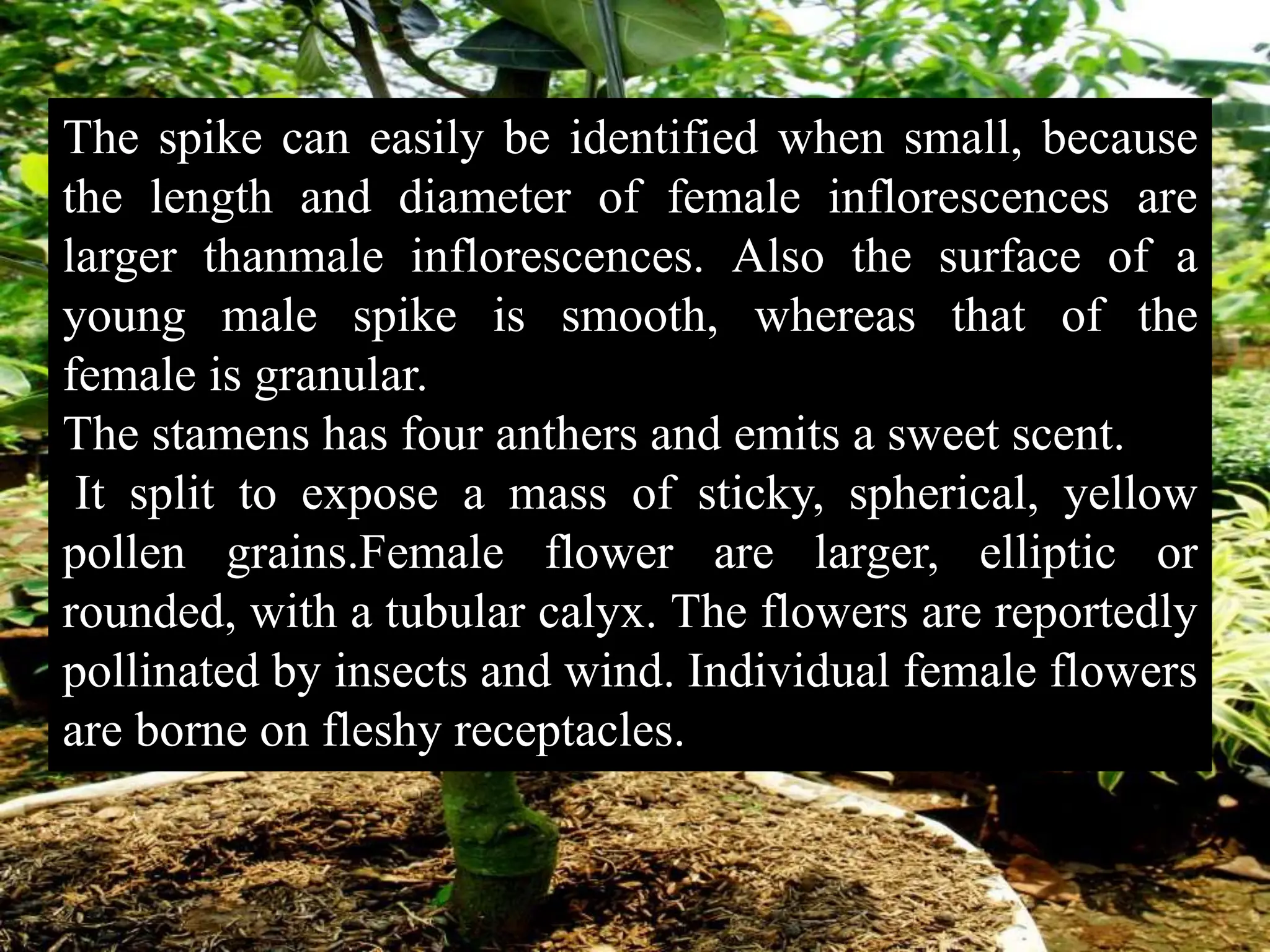 Jack fruit breeding ppt. Ranjeet maurya . | PPTX