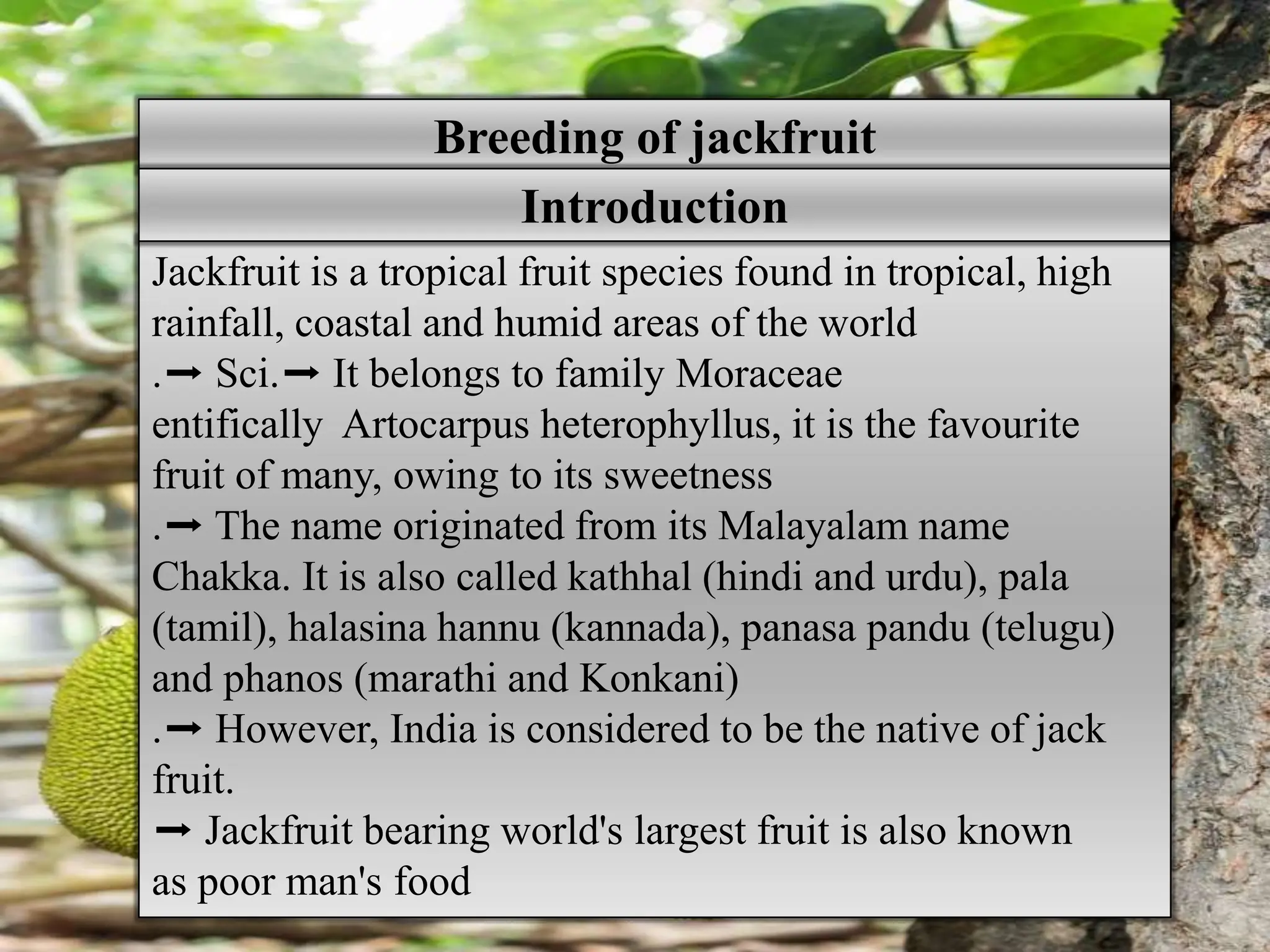 Jack fruit breeding ppt. Ranjeet maurya . | PPTX