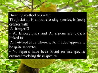 Jack fruit breeding ppt. Ranjeet maurya . | PPTX