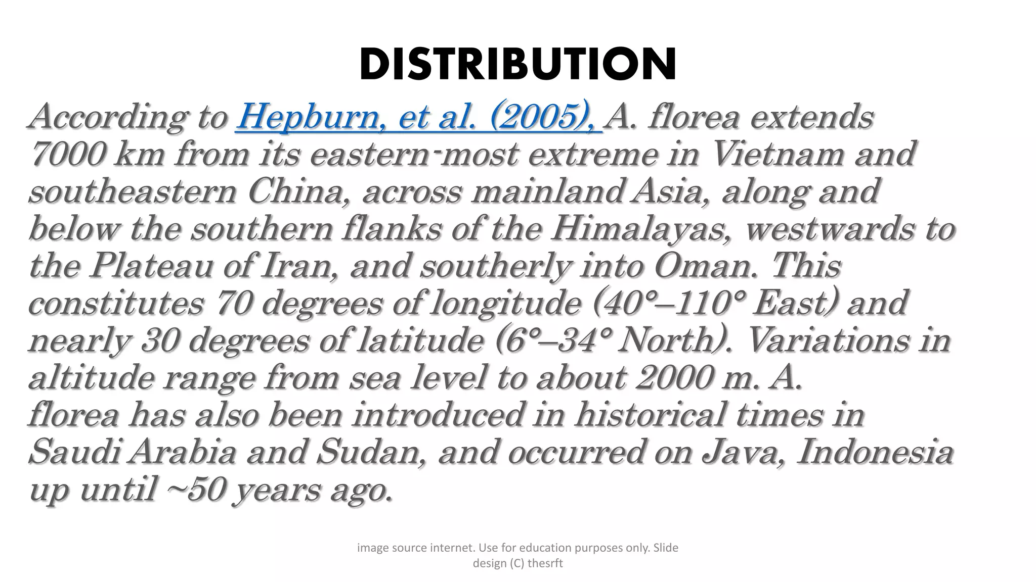 APIS FLOREA ppt | PPTX