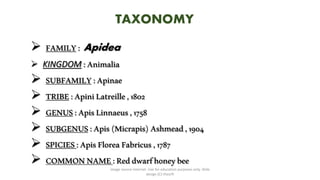 APIS FLOREA ppt | PPTX