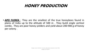APIS FLOREA ppt | PPTX