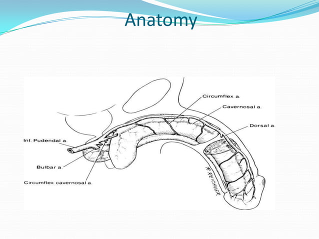 Priapism.ppt sumit | PPTX