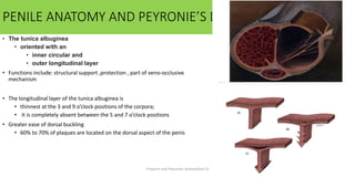 priapism and peyronies disease.pptx