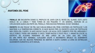 Priapismo | PPTX