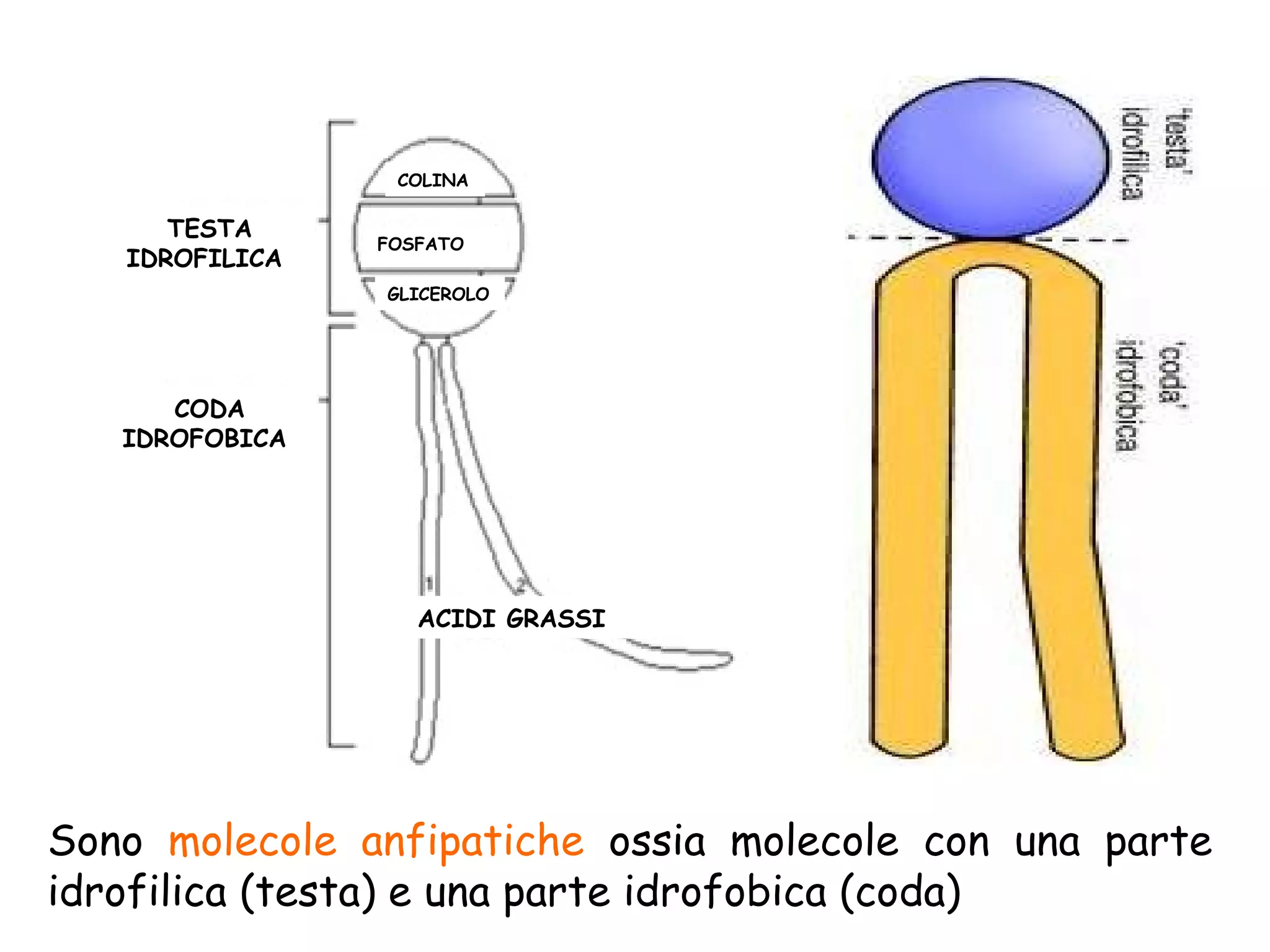 Pricipali classi di lipidi e fonti alimentari | PPT