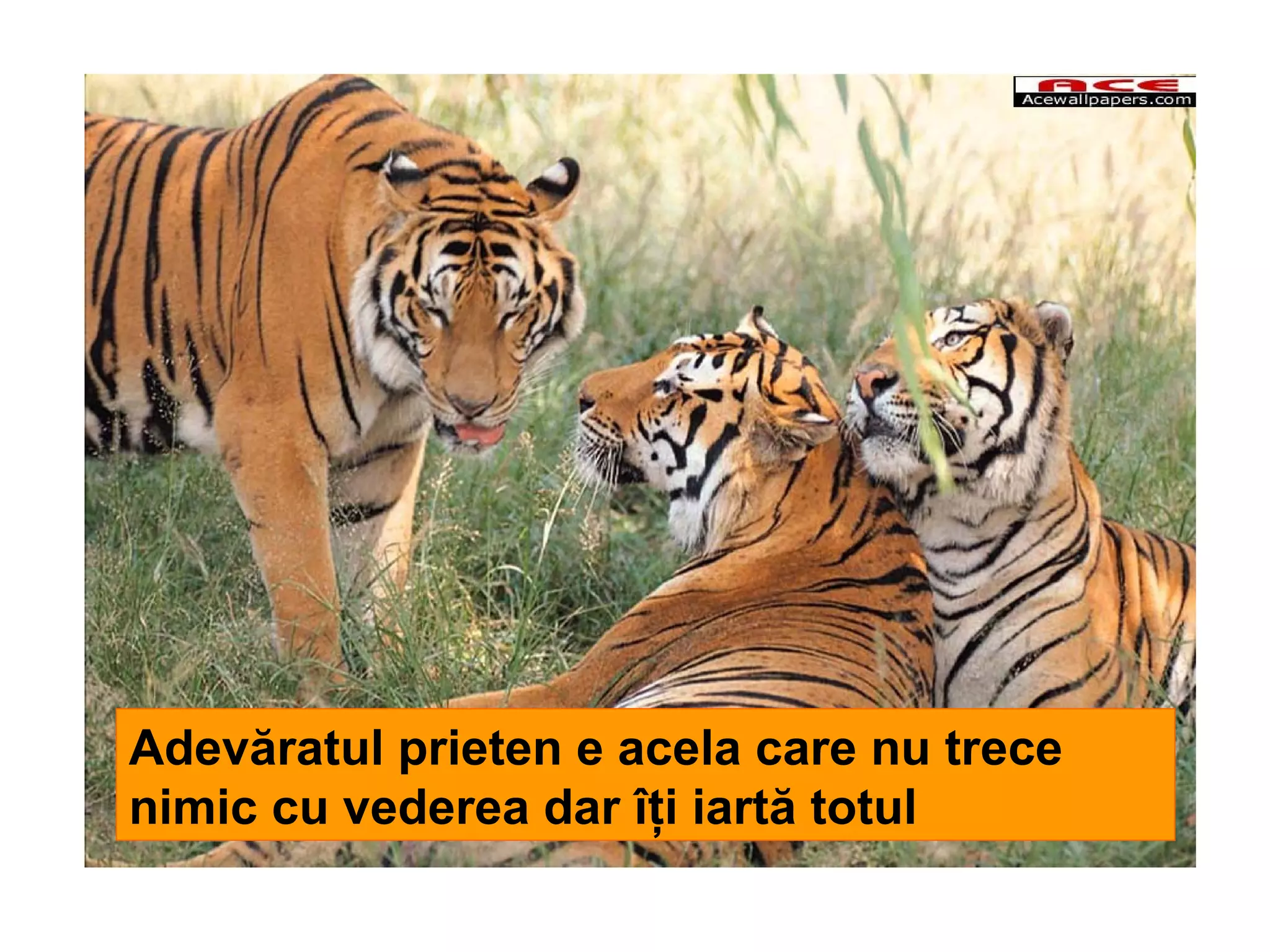 Prietenia cl VIII | PPT