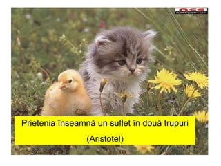 Prietenia cl VIII | PPT