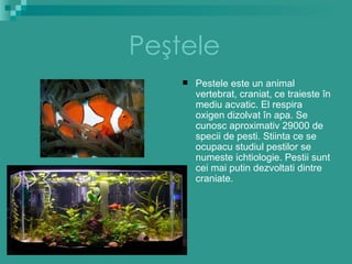 Prieteni FăRă Grai | PPT