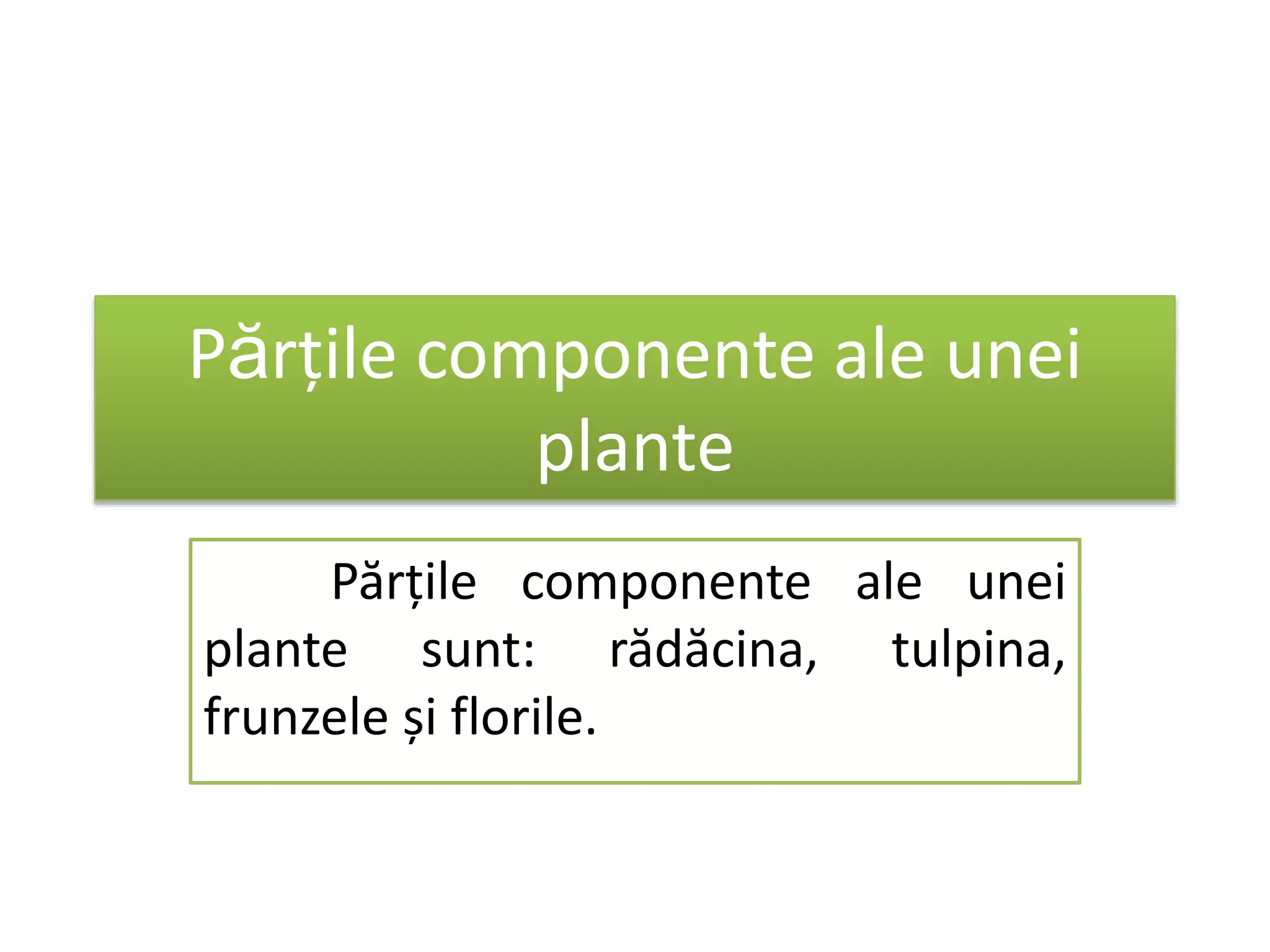 Părțile componente ale unei plante | PPTX