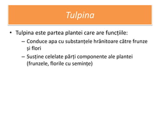 Părțile componente ale unei plante | PPTX