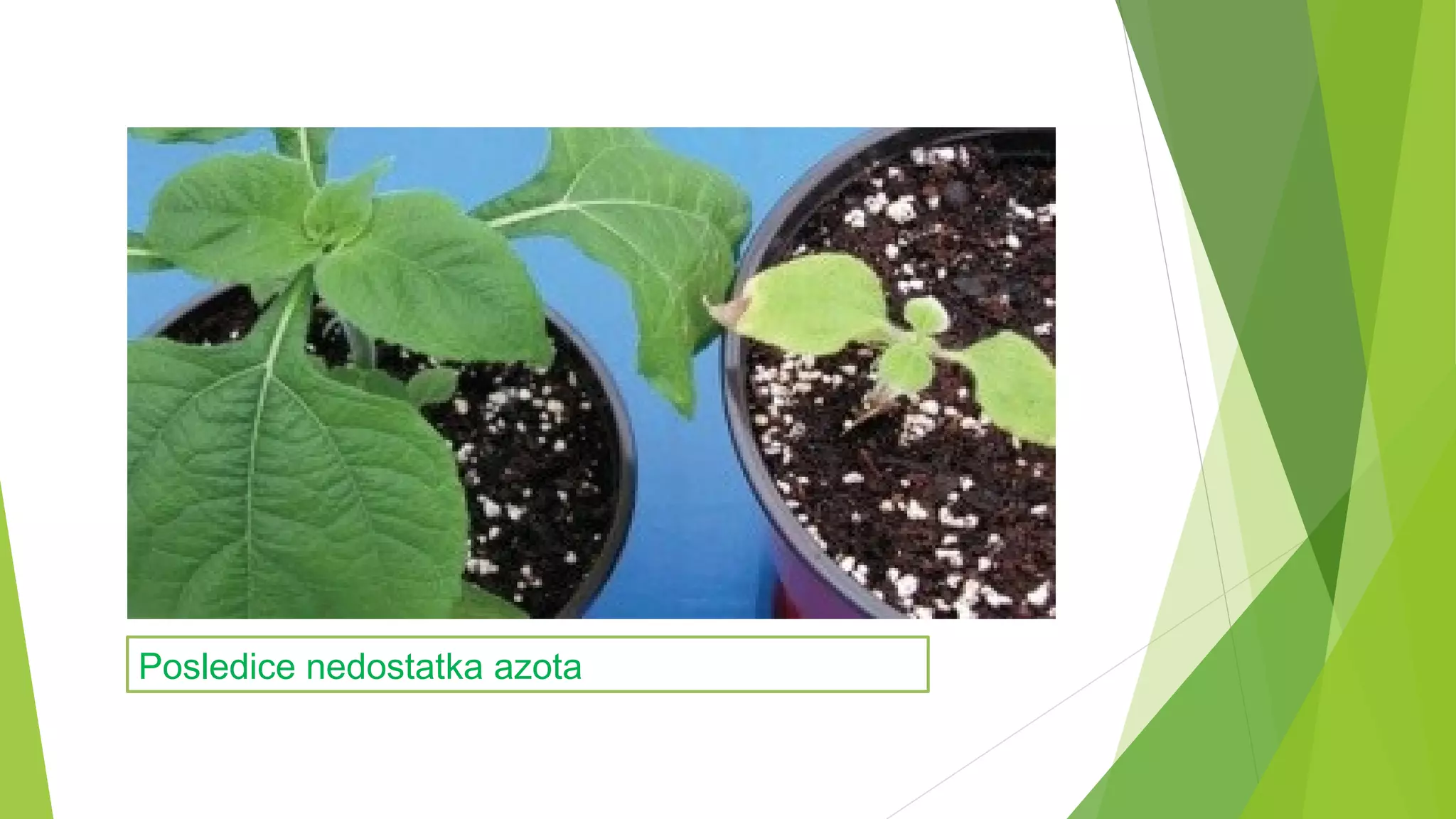 PRIMANJE MINERLANIH SOLI I JONA I NJIHOVA FUNKCIJA | PPT