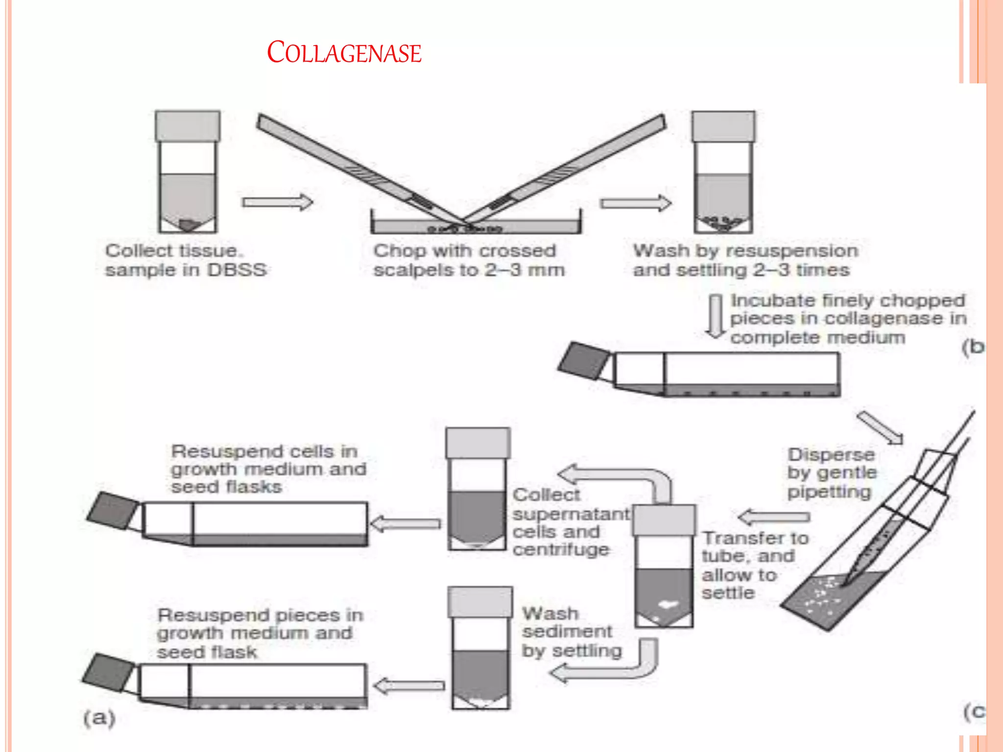 Primary and established cell line culture | PPTX