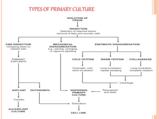Primary and established cell line culture | PPTX