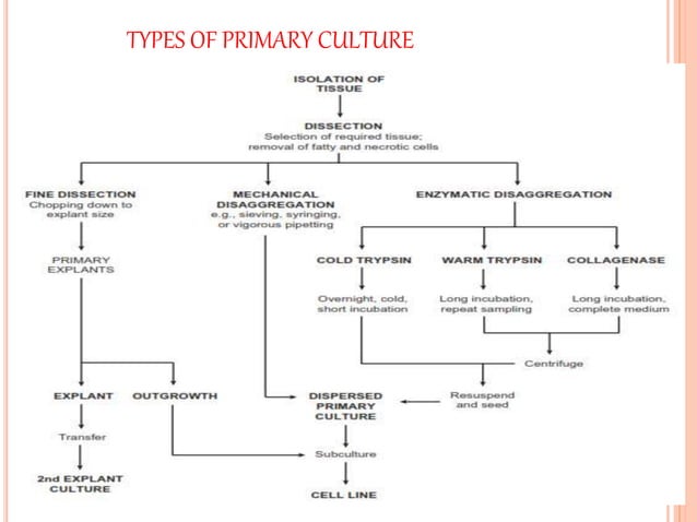 Primary and established cell line culture | PPTX | Biological Sciences ...
