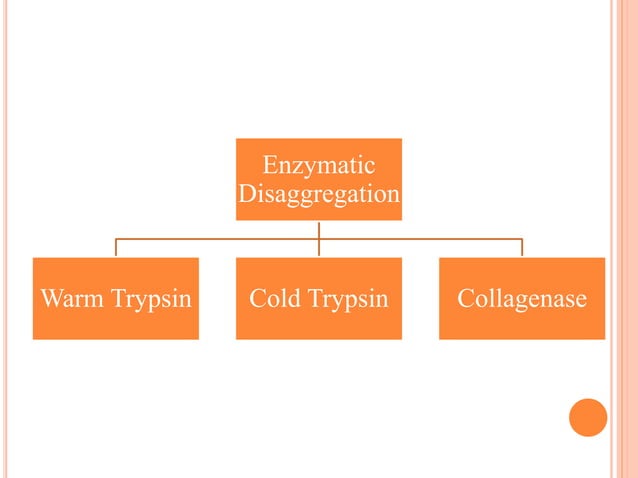 Primary and established cell line culture | PPTX | Biological Sciences ...