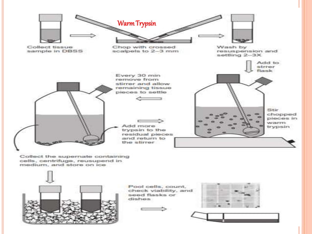 Primary and established cell line culture | PPTX | Biological Sciences ...