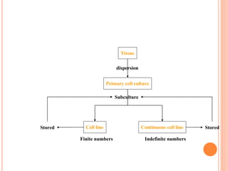 Primary and established cell line culture | PPTX