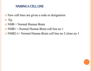 Primary and established cell line culture | PPTX
