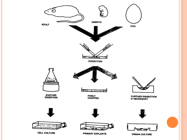 Primary and established cell line culture | PPTX | Biological Sciences ...