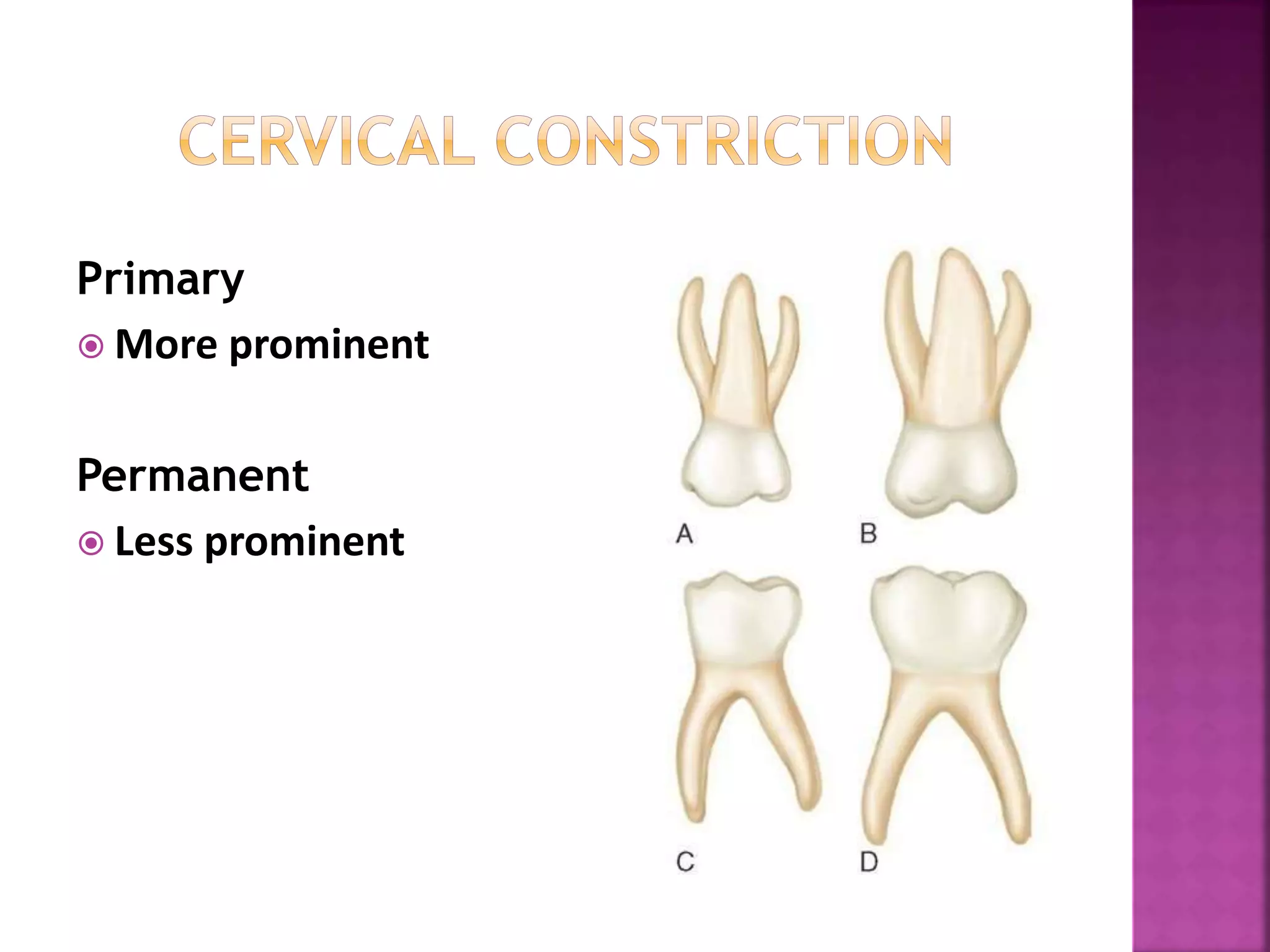 Difference between Primary and permanent teeth | PPTX