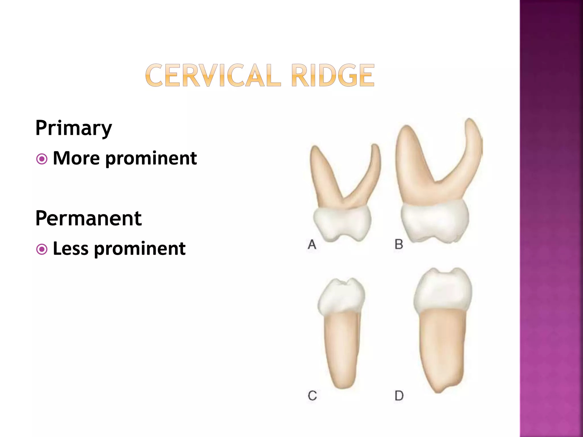 Difference between Primary and permanent teeth | PPTX
