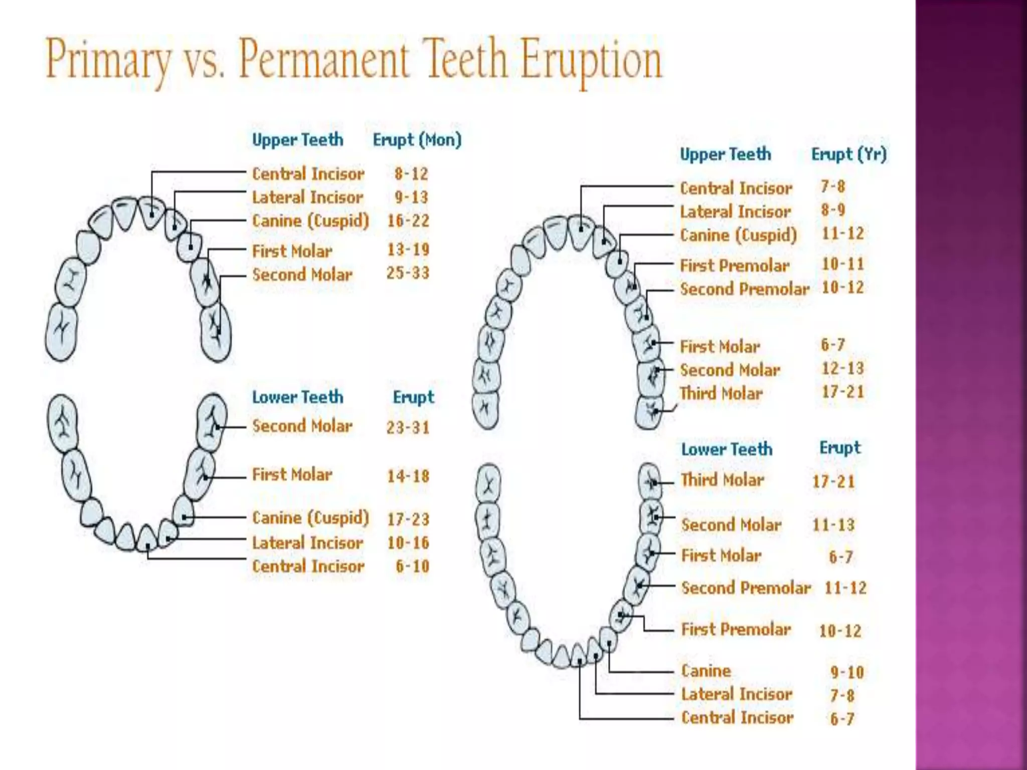 Difference between Primary and permanent teeth | PPTX