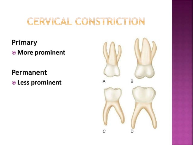 Difference between Primary and permanent teeth | PPTX