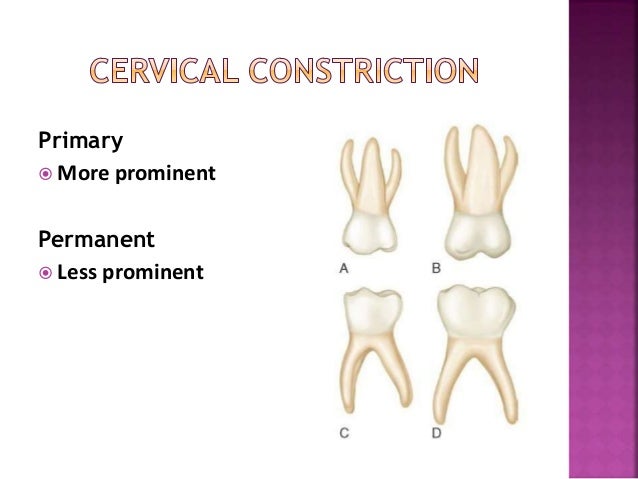 Difference between Primary and permanent teeth