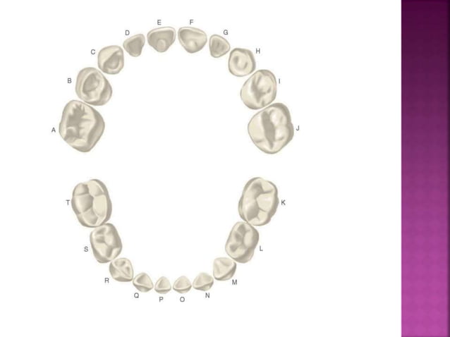 Difference between Primary and permanent teeth | PPT