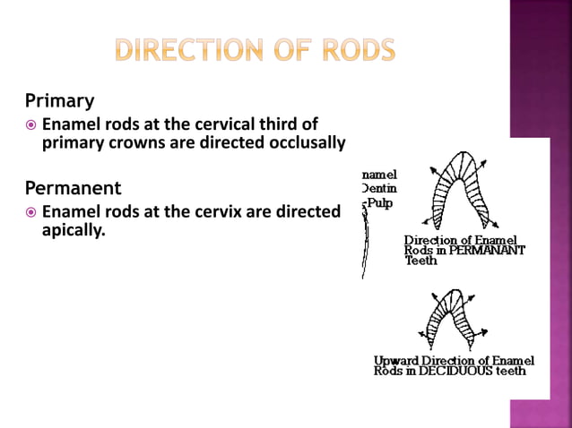 Difference between Primary and permanent teeth | PPT