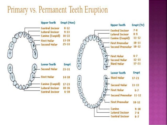 Difference between Primary and permanent teeth