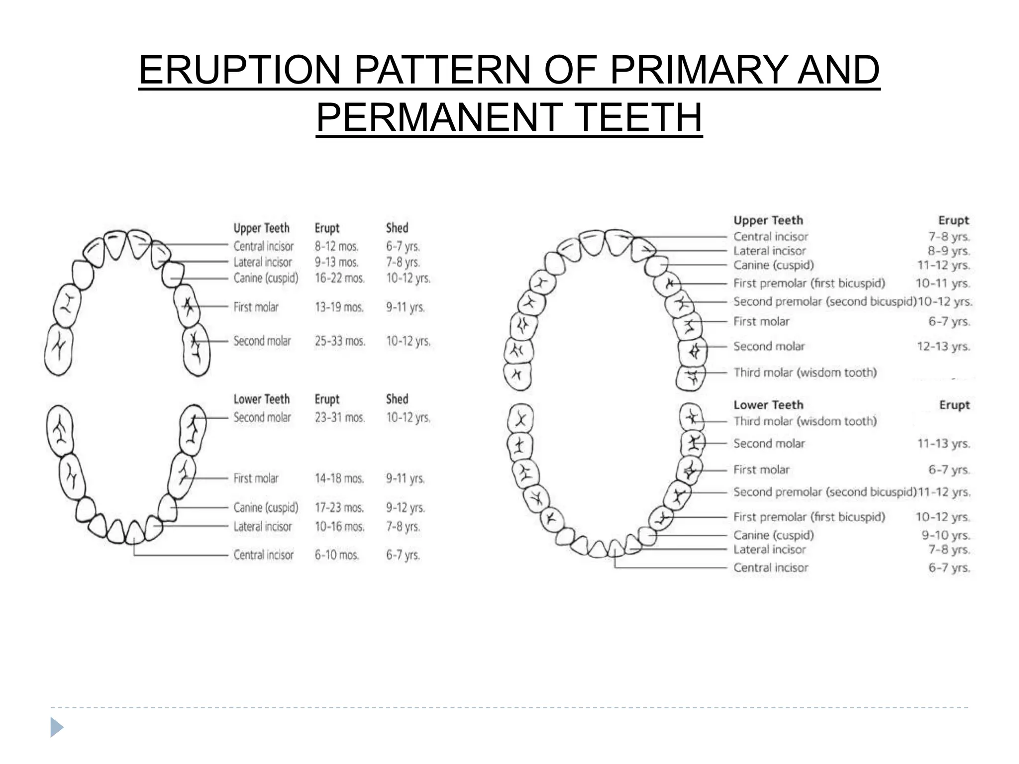 difference between primary and permanent tooth | PPTX
