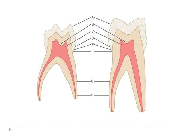 difference between primary and permanent tooth | PPTX