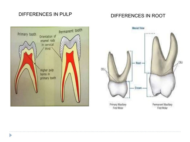 difference between primary and permanent tooth | PPTX