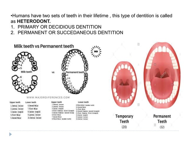 difference between primary and permanent tooth | PPTX