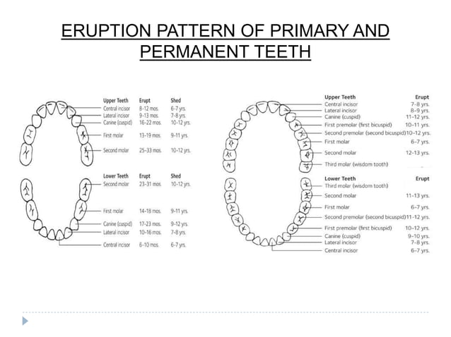 difference between primary and permanent tooth | PPTX