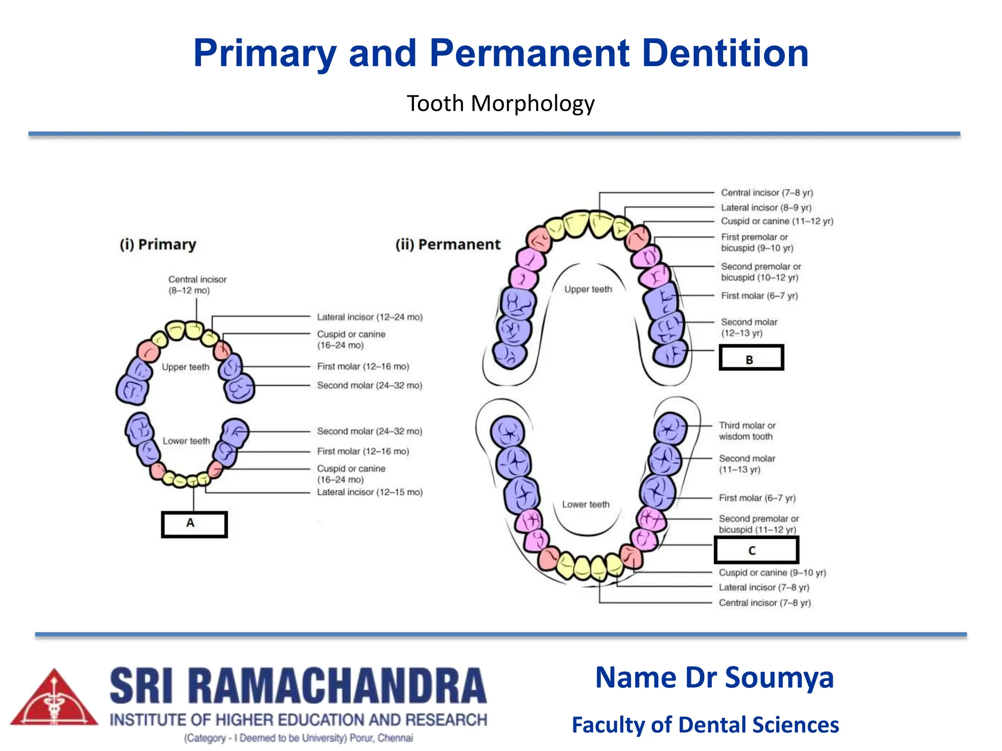 Tooth Morphology -Primary and Permanent Teeth.pptx