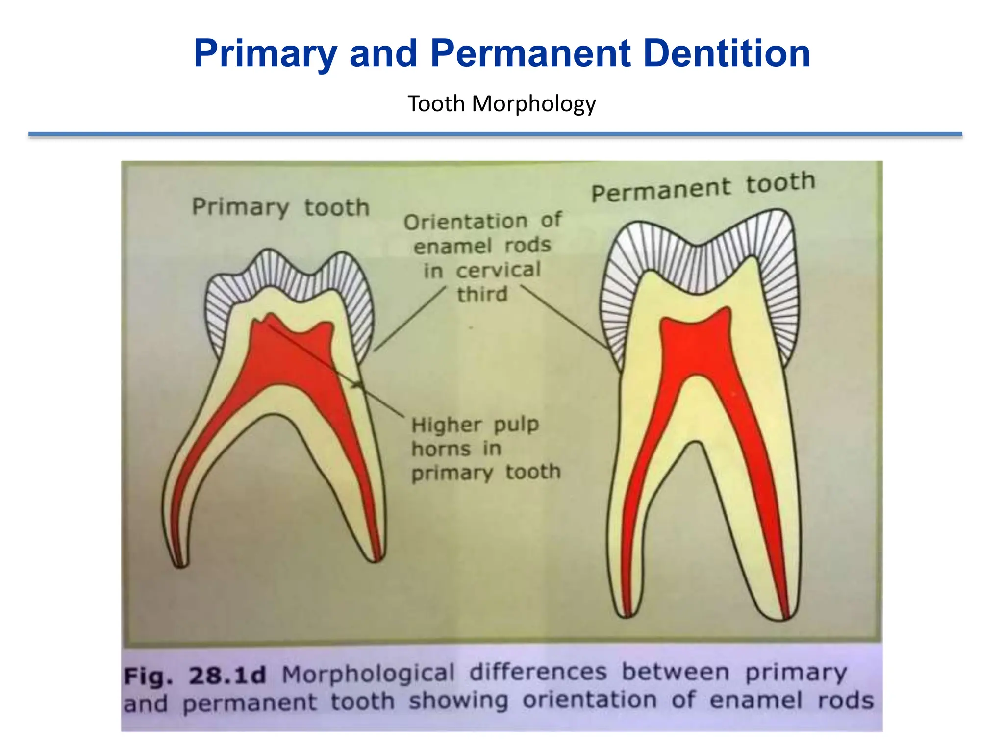 Tooth Morphology -Primary and Permanent Teeth.pptx