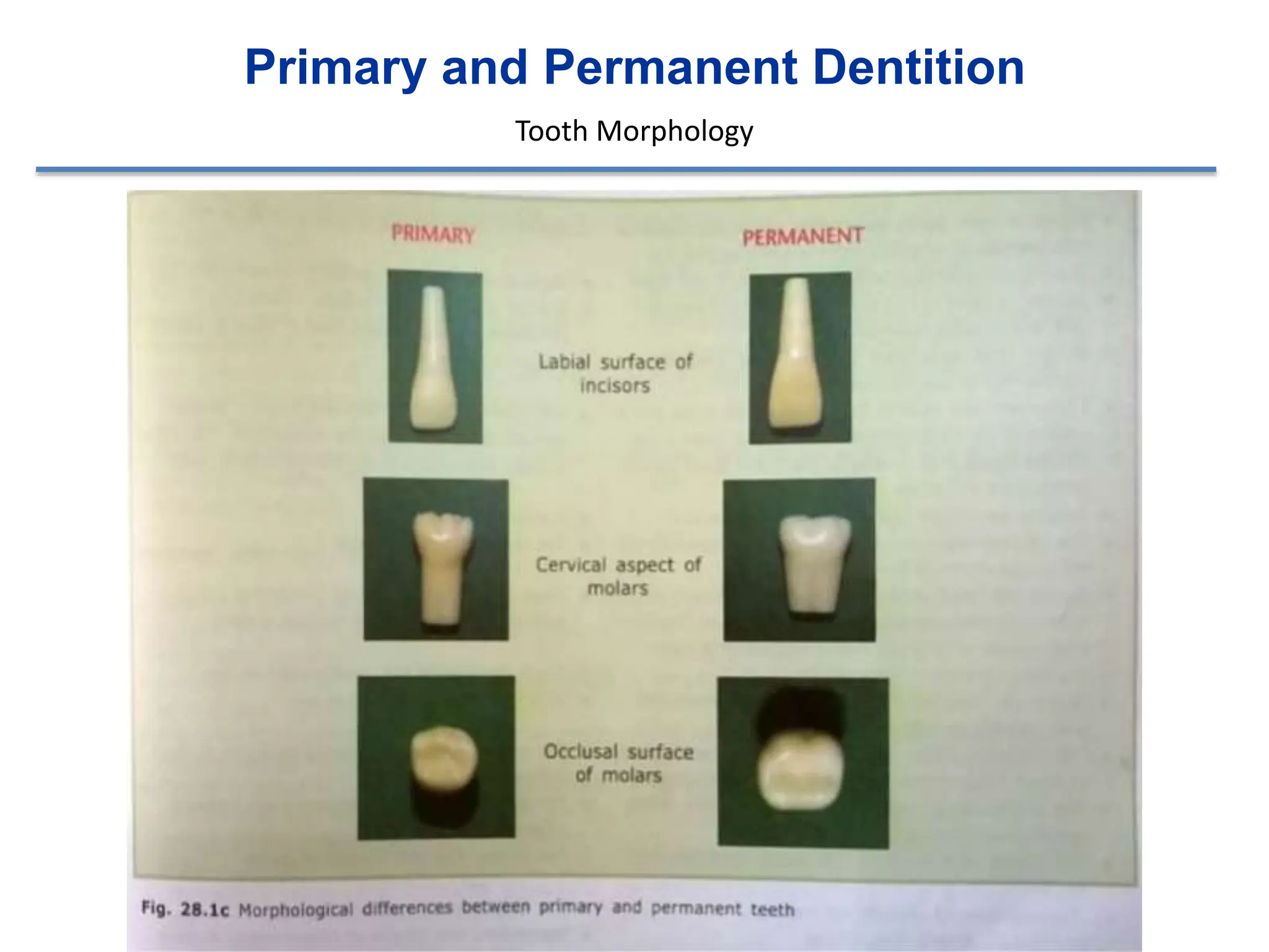 Tooth Morphology -Primary and Permanent Teeth.pptx