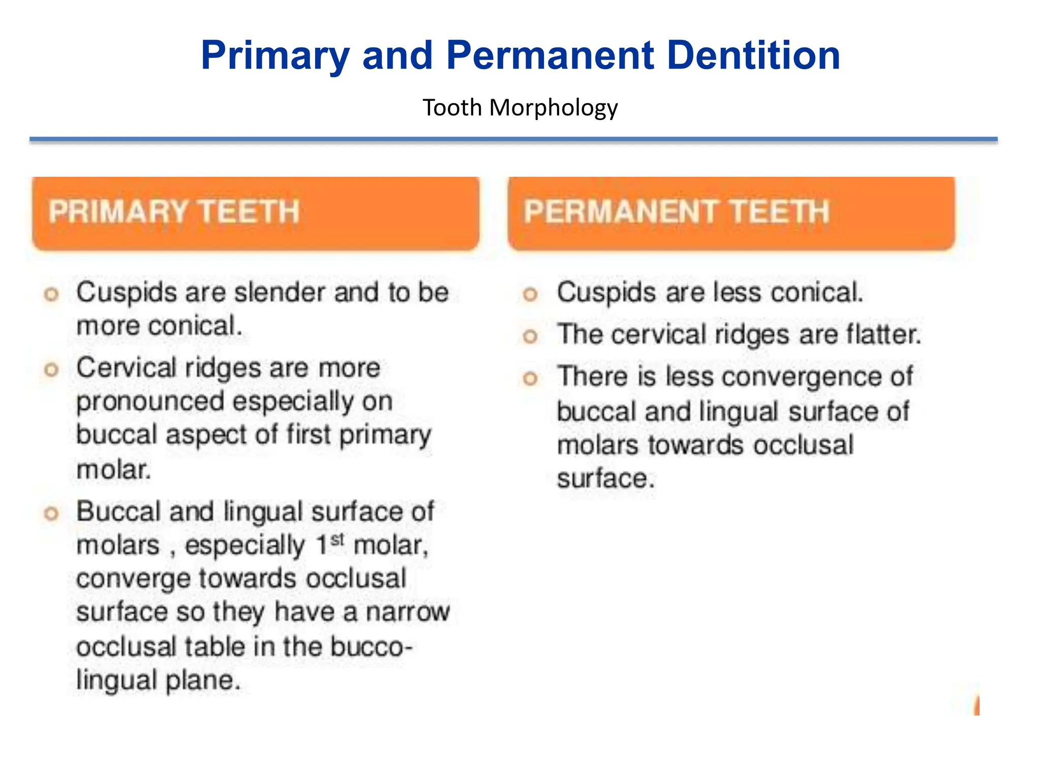 Tooth Morphology -Primary and Permanent Teeth.pptx