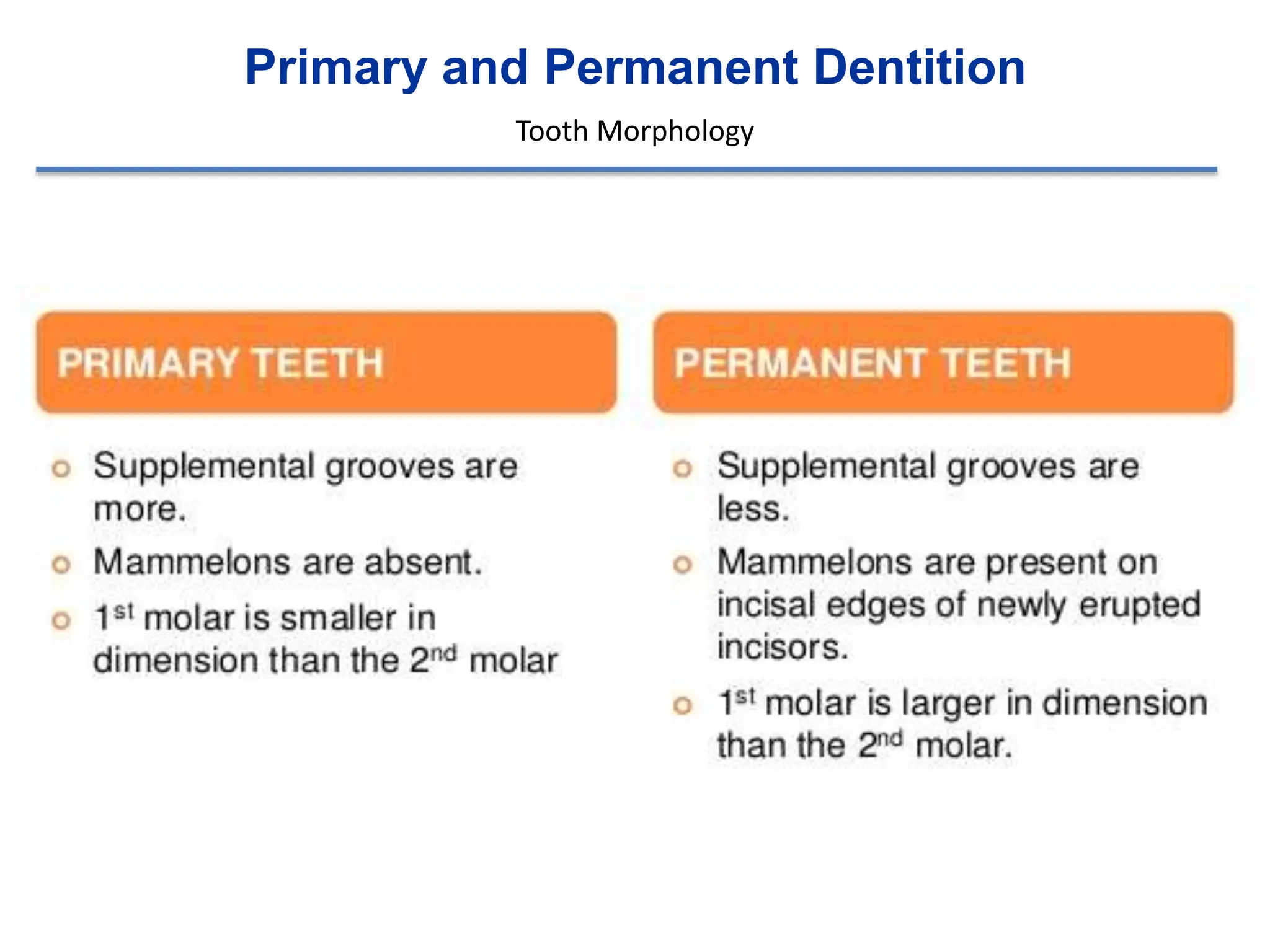 Tooth Morphology -Primary and Permanent Teeth.pptx