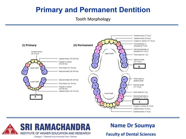 Tooth Morphology -Primary and Permanent Teeth.pptx | Dental Health ...