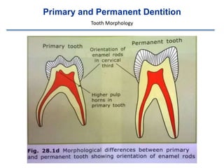 Tooth Morphology -Primary and Permanent Teeth.pptx